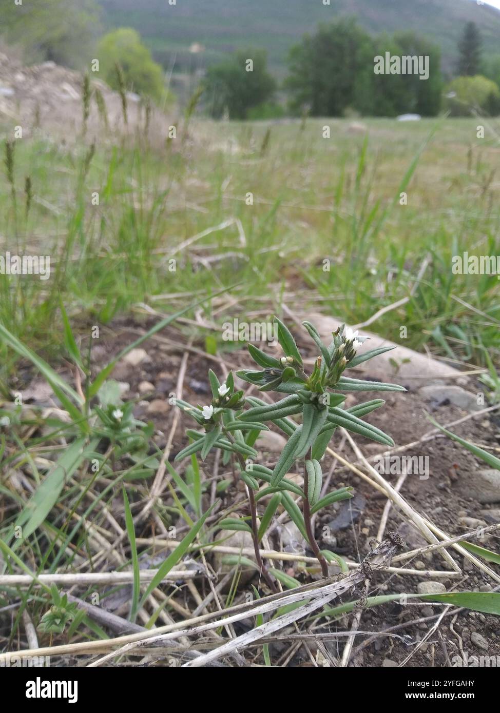 borage family (Boraginaceae Stock Photo - Alamy