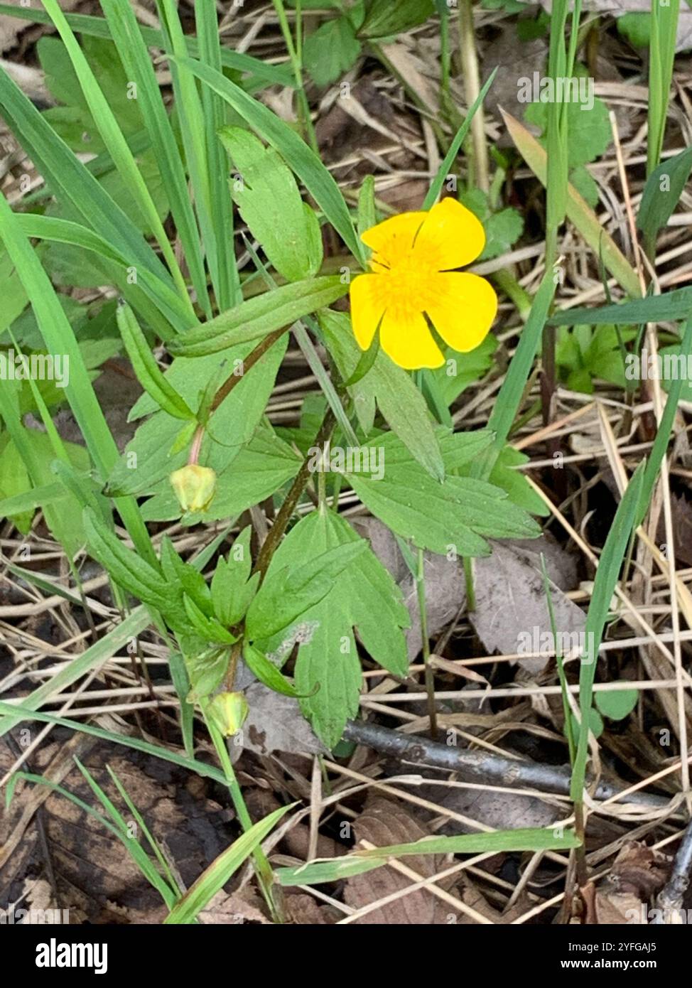 bristly buttercup (Ranunculus hispidus Stock Photo - Alamy
