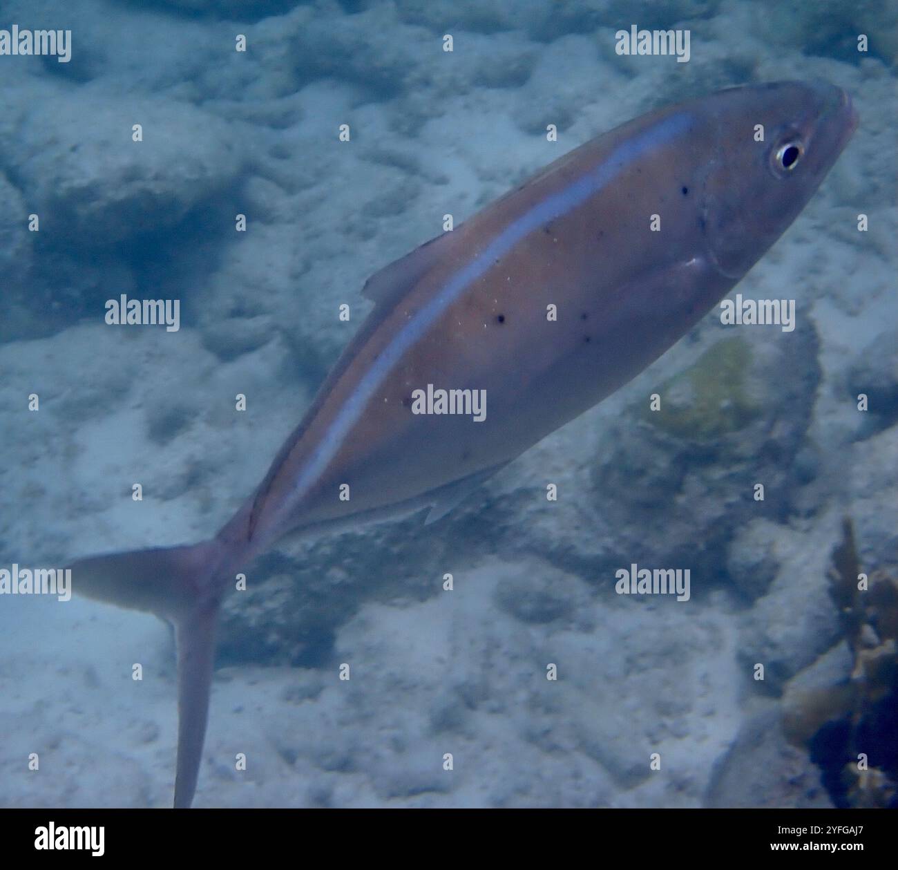 Bar Jack (Caranx ruber Stock Photo - Alamy