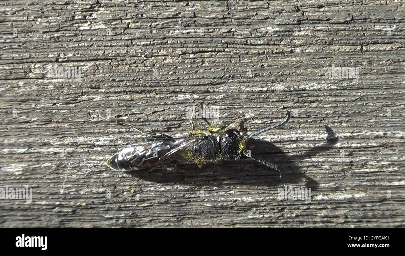 Five-spotted Club-horned Wasp (Sapyga quinquepunctata Stock Photo - Alamy