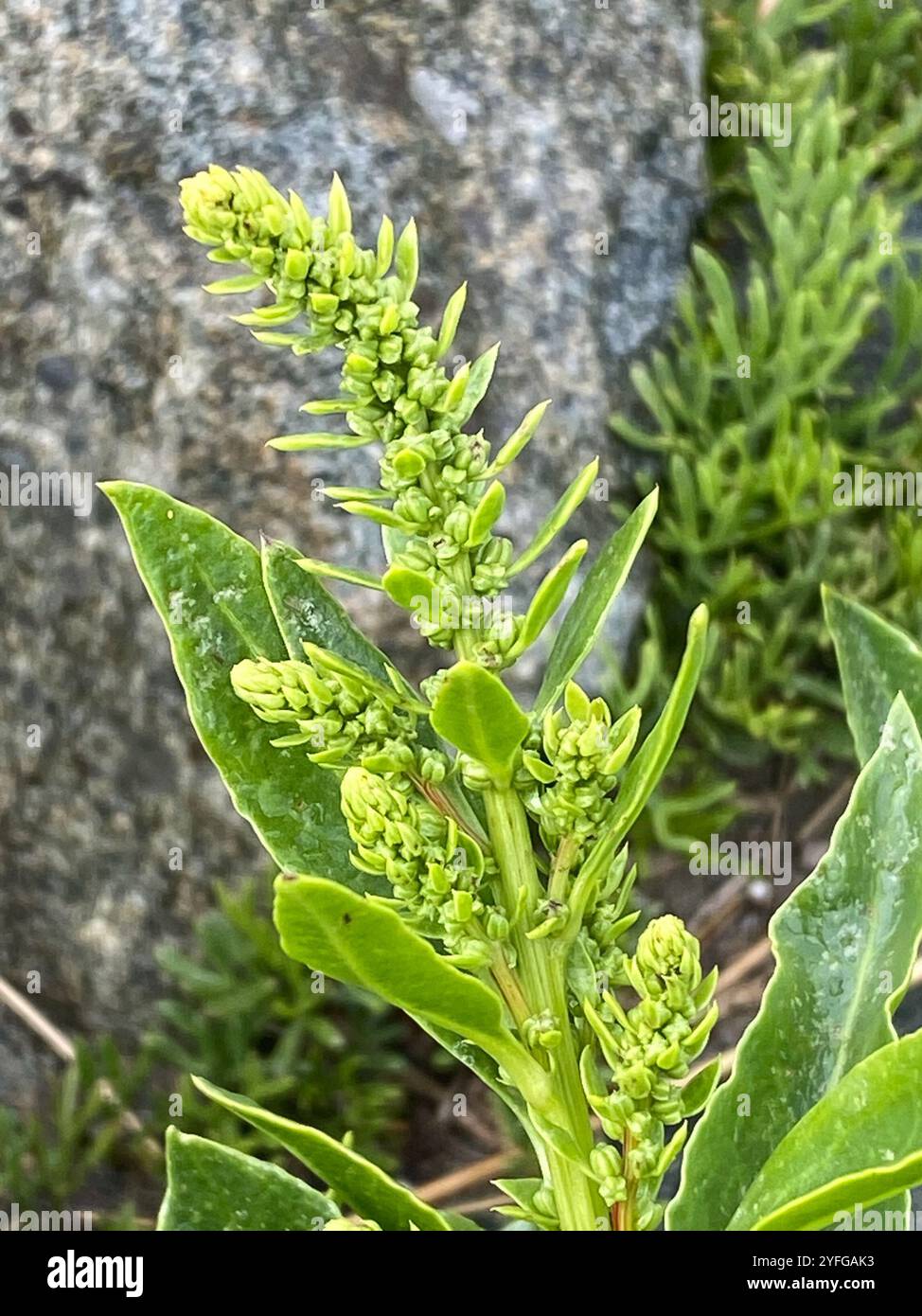 sea beet (Beta vulgaris maritima Stock Photo - Alamy