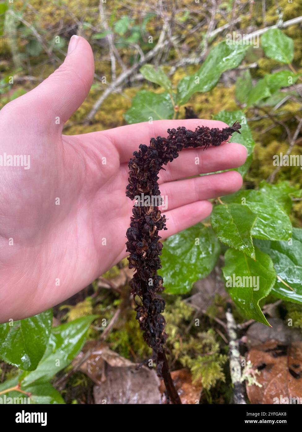 sugarstick (Allotropa virgata Stock Photo - Alamy