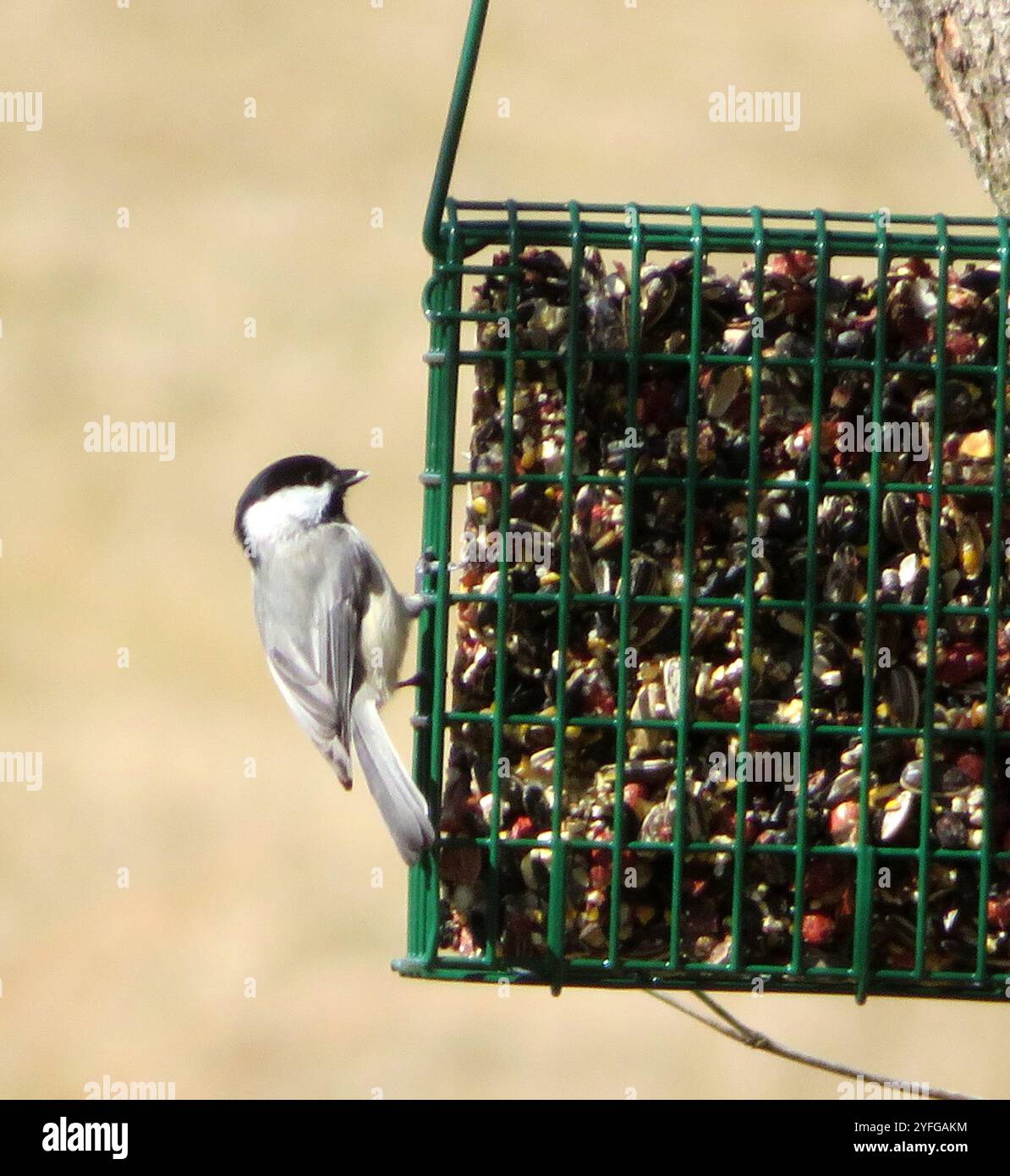 Carolina Chickadee (Poecile carolinensis Stock Photo - Alamy