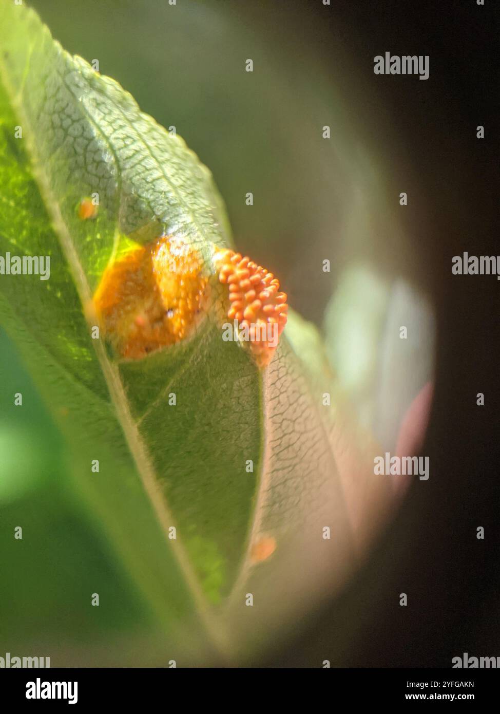 Crown Rust (Puccinia coronata Stock Photo - Alamy