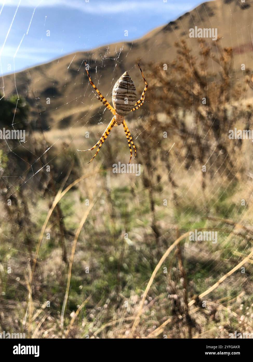 Banded Garden Spider (Argiope trifasciata Stock Photo - Alamy