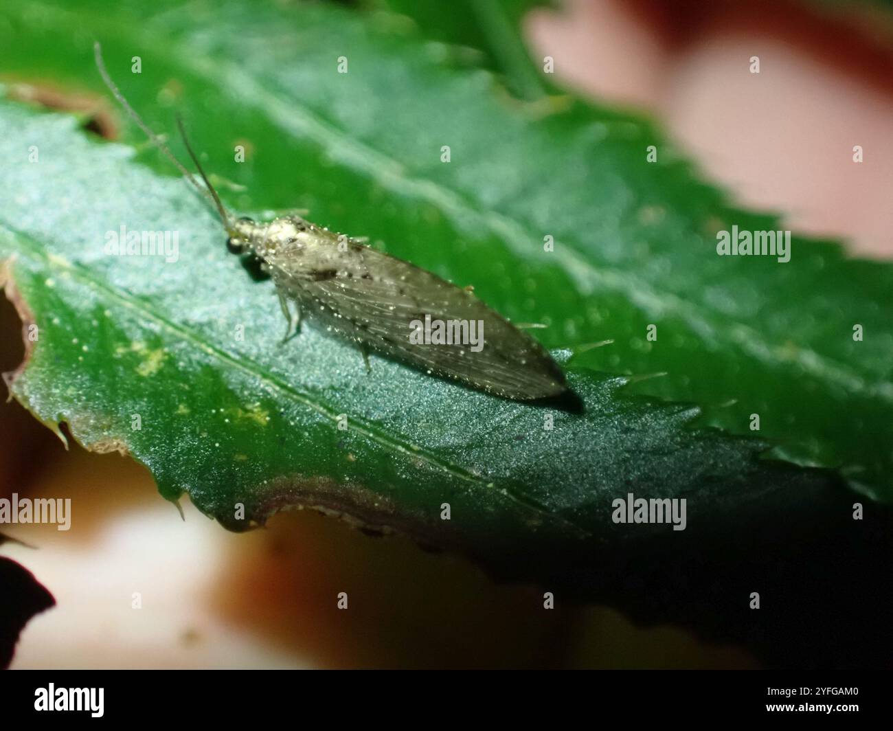 Brown Lacewings (Hemerobiidae Stock Photo - Alamy