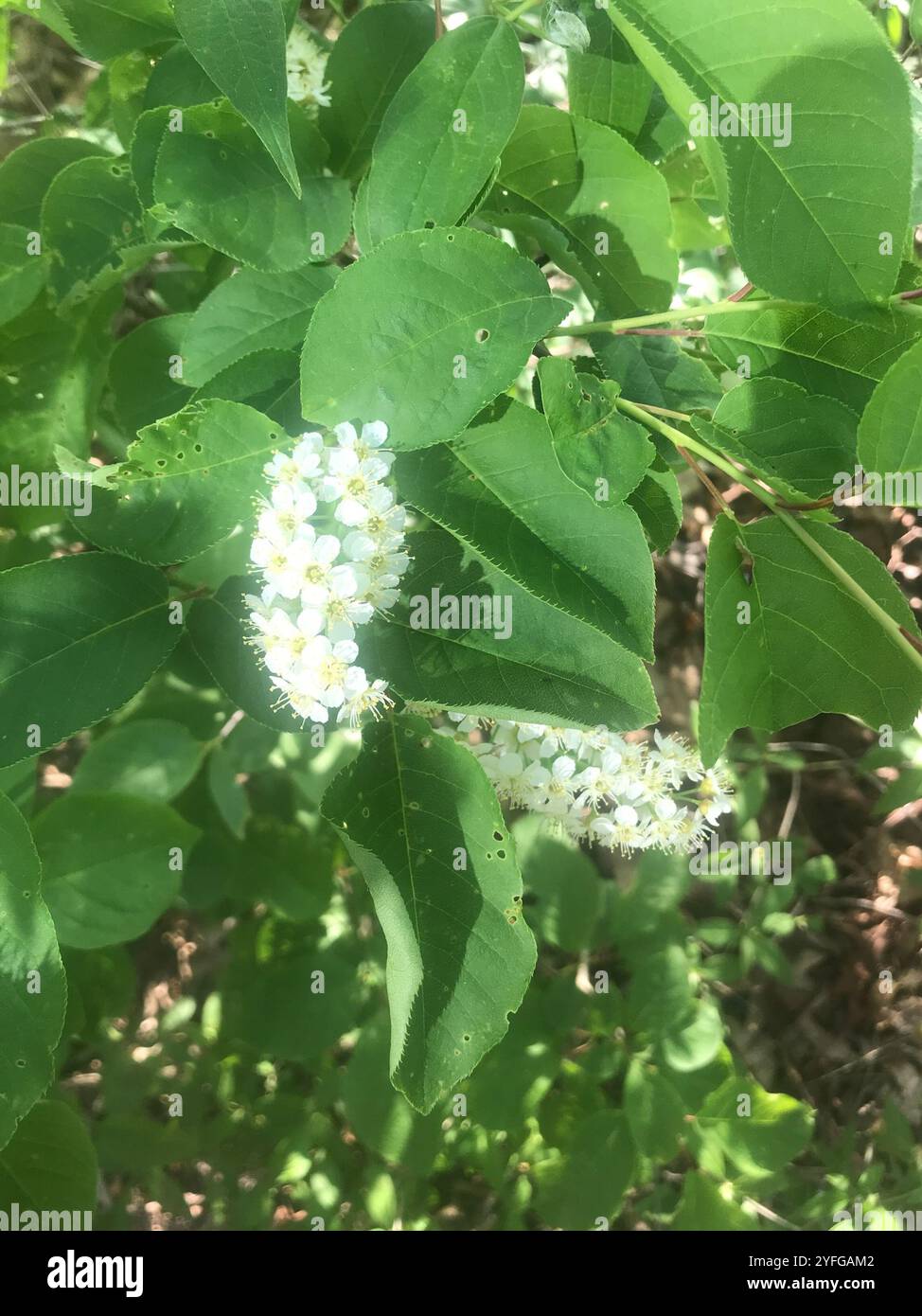 chokecherry (Prunus virginiana Stock Photo - Alamy