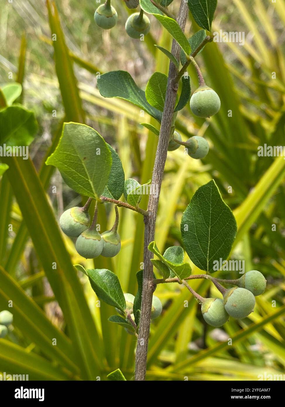 American Snowbell (Styrax americanus Stock Photo - Alamy