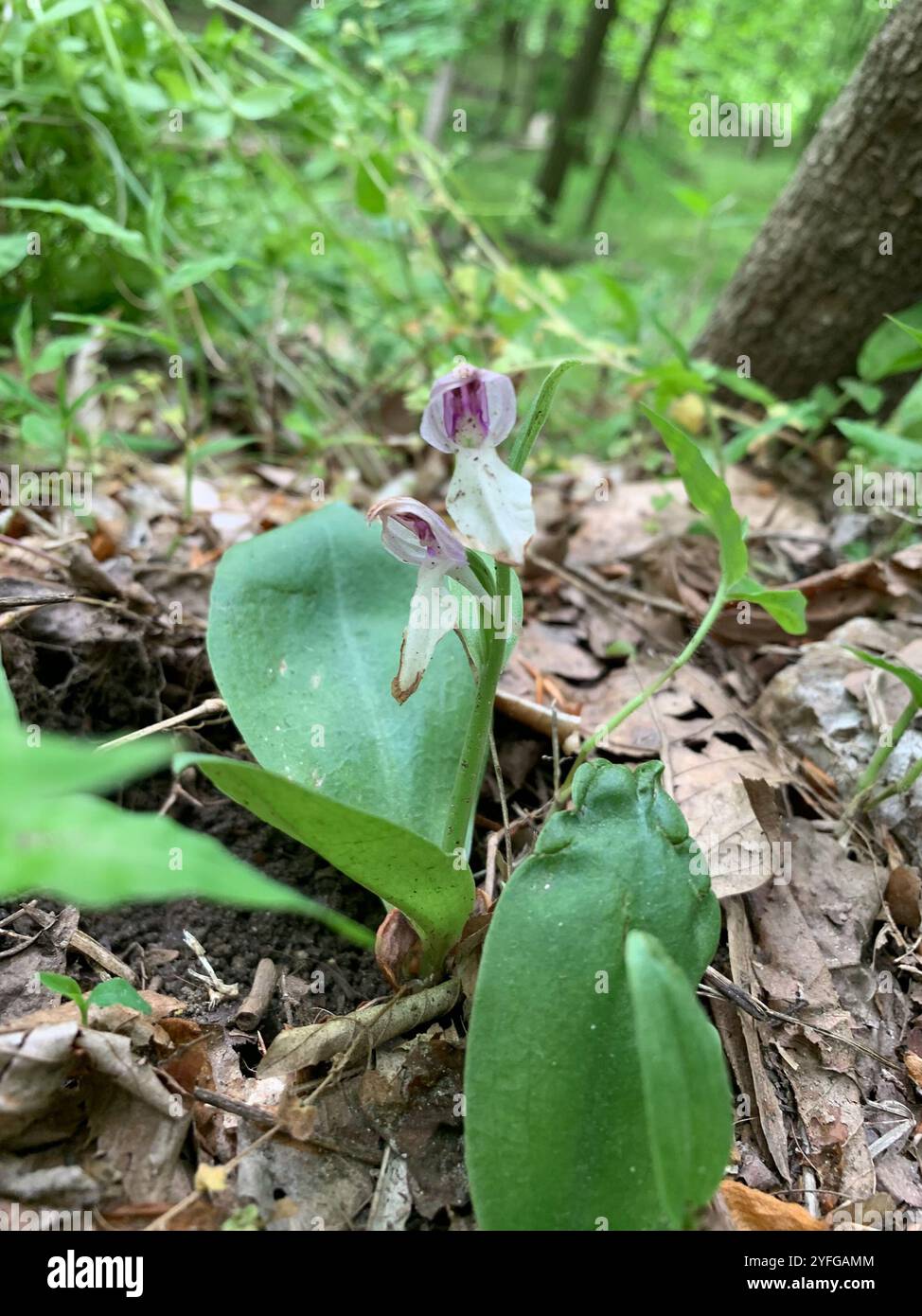 showy orchis (Galearis spectabilis Stock Photo - Alamy