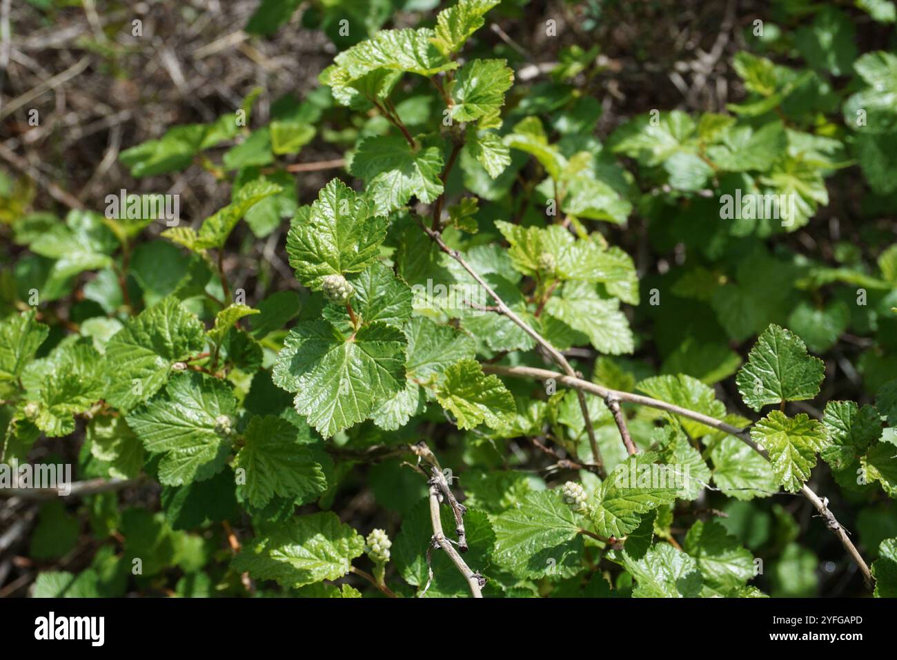 mallow-leaf ninebark (Physocarpus malvaceus Stock Photo - Alamy