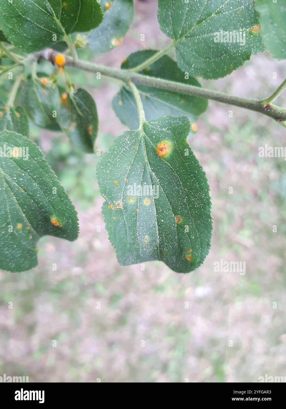 Crown Rust (Puccinia coronata Stock Photo - Alamy
