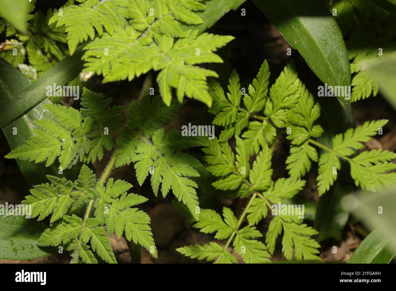 sweet cicely (Myrrhis odorata Stock Photo - Alamy
