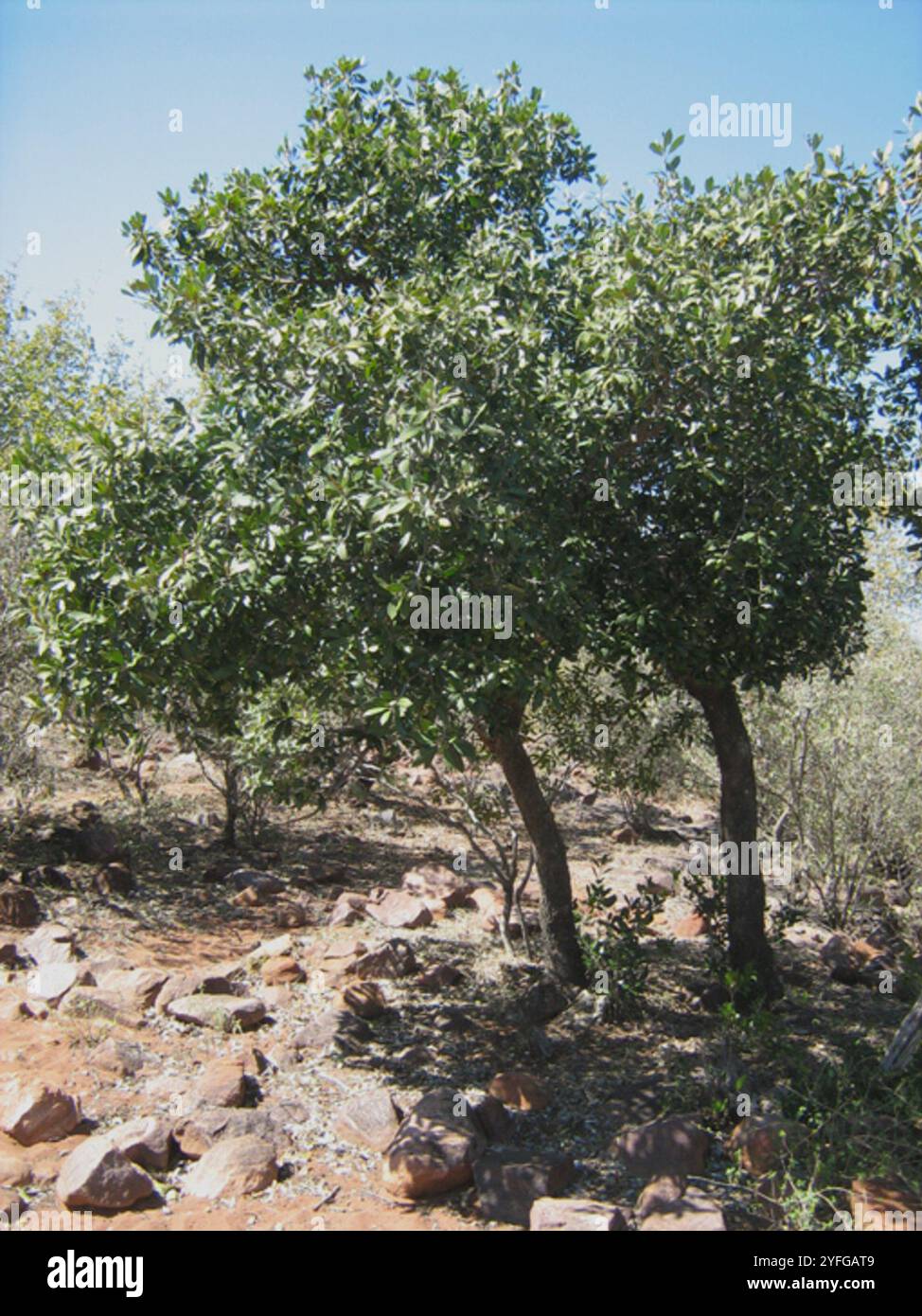 Transvaal Red Milkwood (Mimusops zeyheri Stock Photo - Alamy