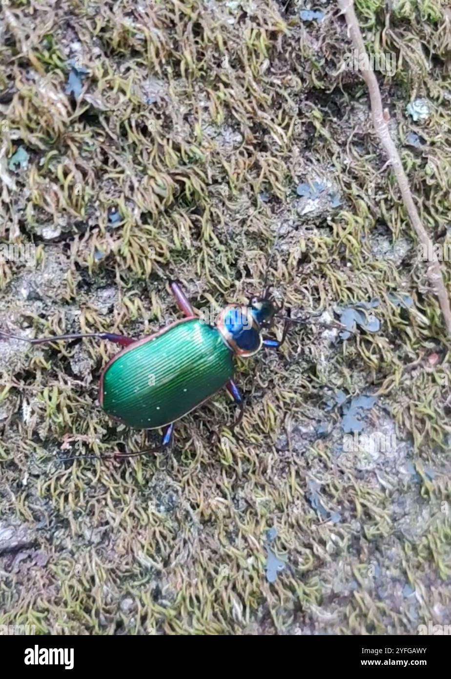 Fiery Searcher (Calosoma scrutator Stock Photo - Alamy
