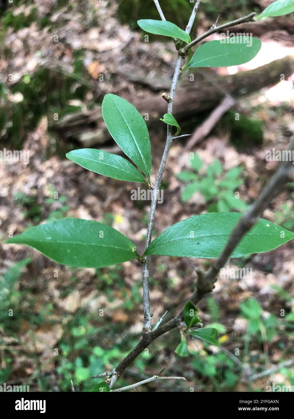 Gum bumelia (Sideroxylon lanuginosum Stock Photo - Alamy