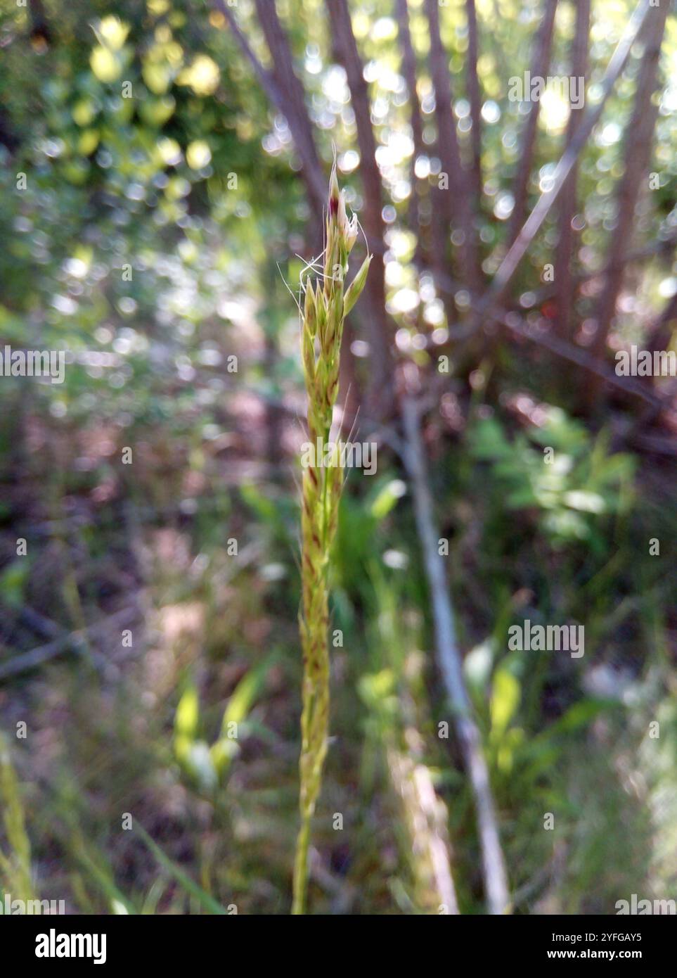 tall oat grass (Arrhenatherum elatius Stock Photo - Alamy