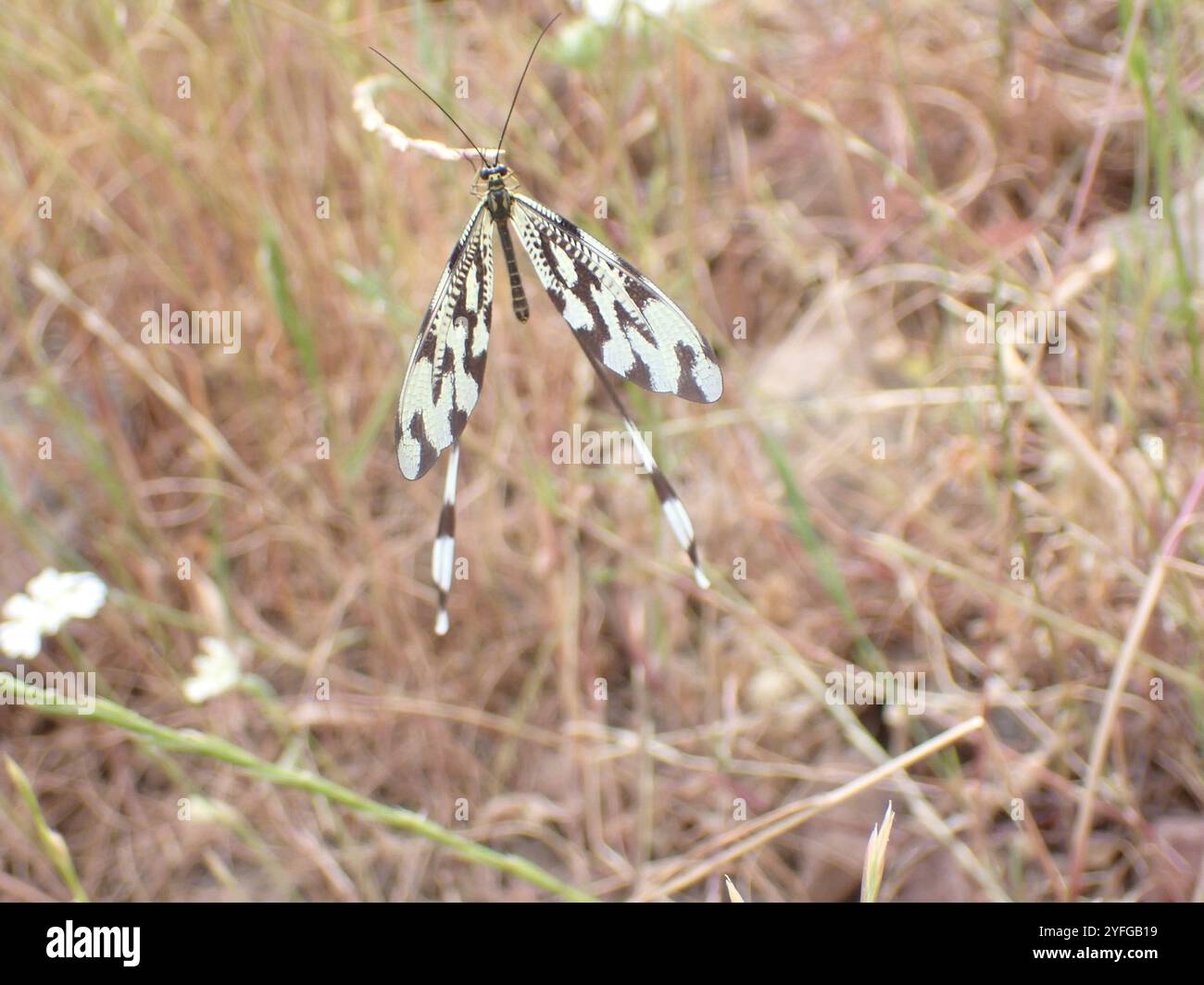Spoonwing hi-res stock photography and images - Alamy