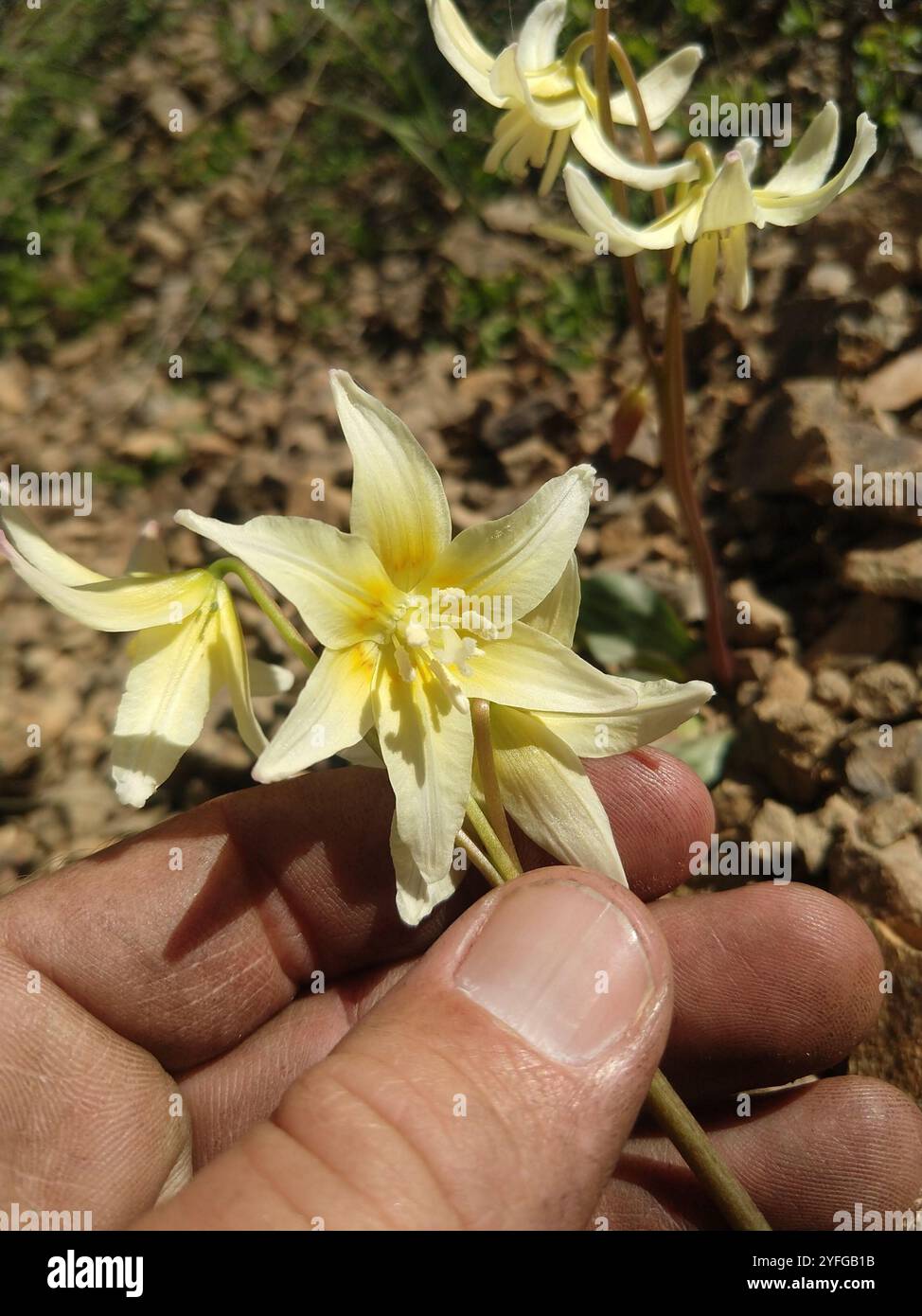California Fawn Lily (Erythronium californicum Stock Photo - Alamy