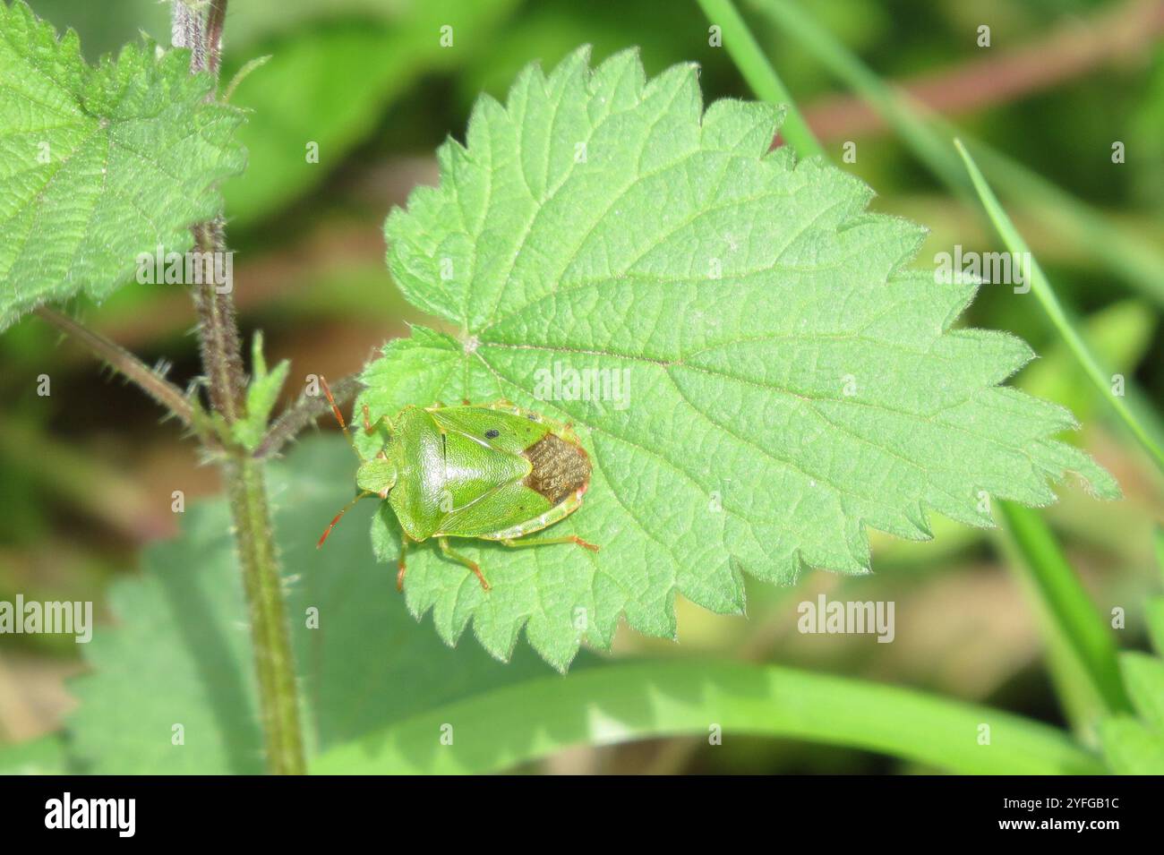 Green Shield Bug (Palomena prasina Stock Photo - Alamy