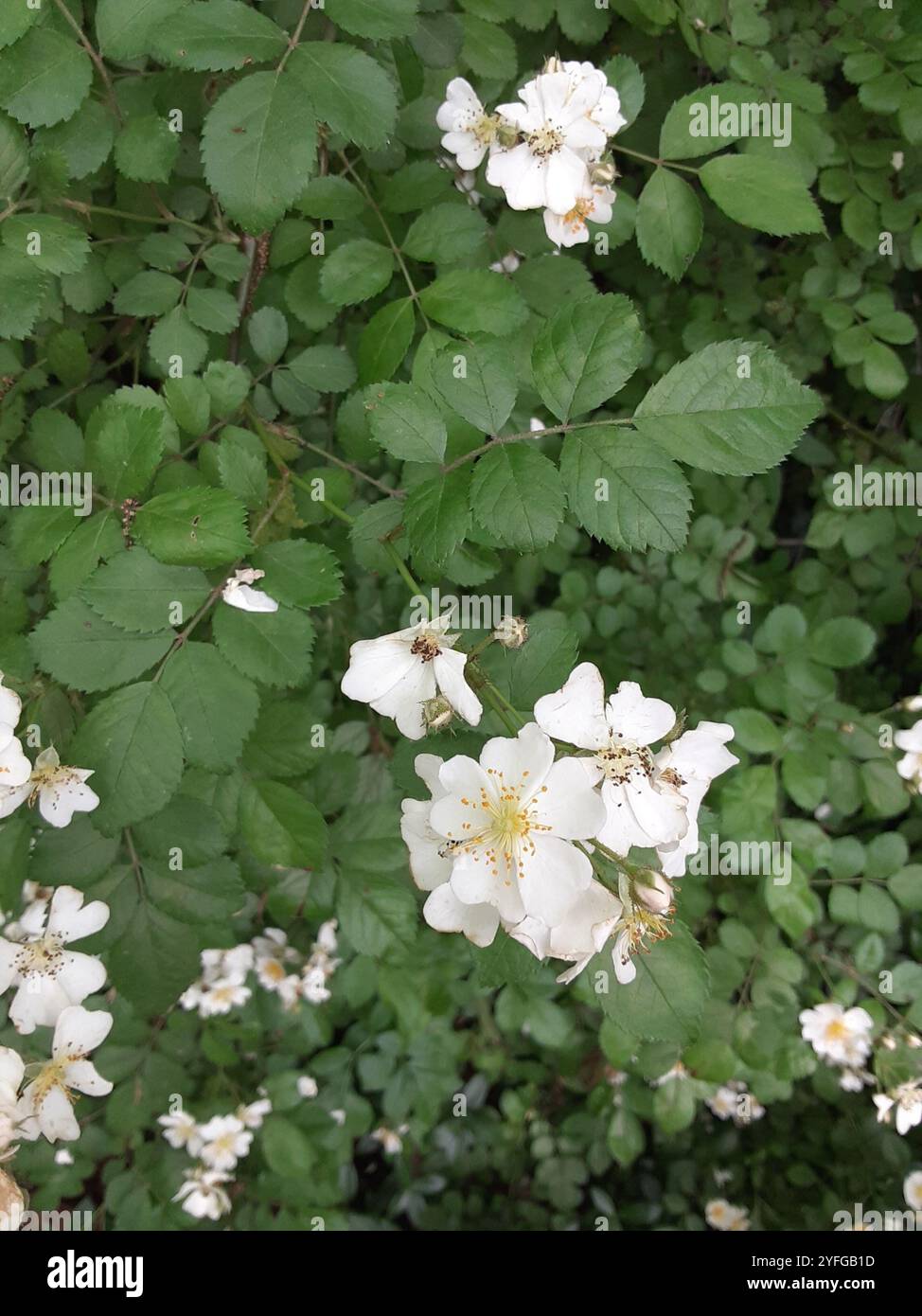 multiflora rose (Rosa multiflora Stock Photo - Alamy