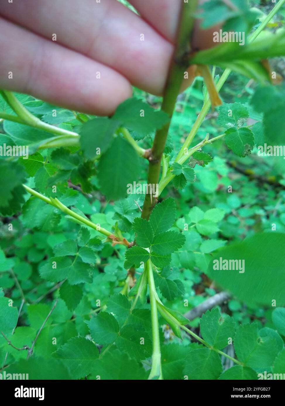 Nootka rose (Rosa nutkana Stock Photo - Alamy