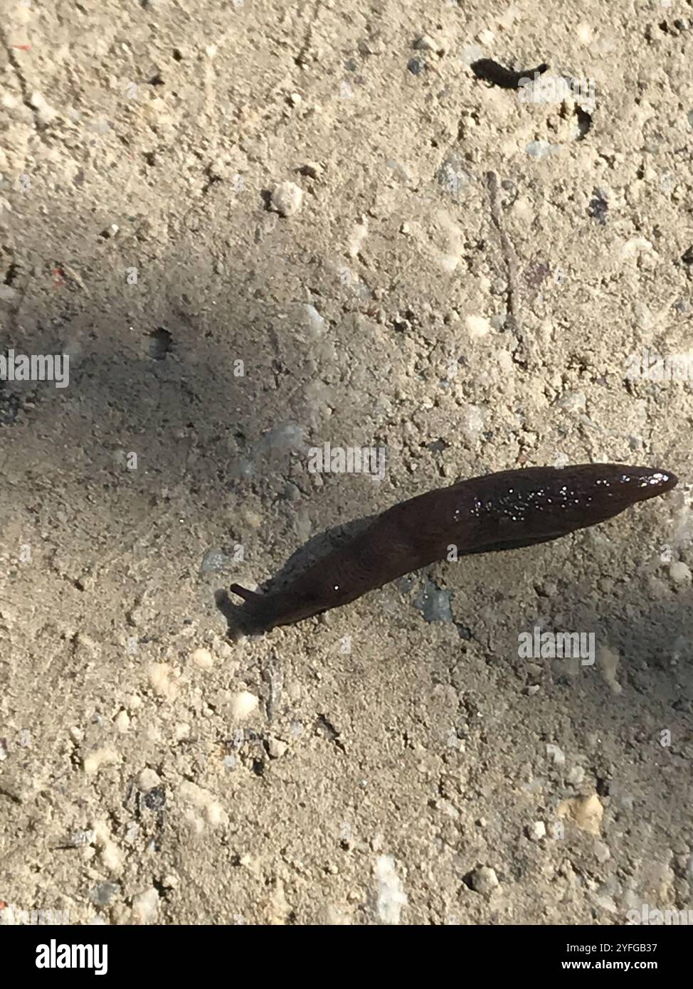 Smooth Land Slugs (Deroceras Stock Photo - Alamy