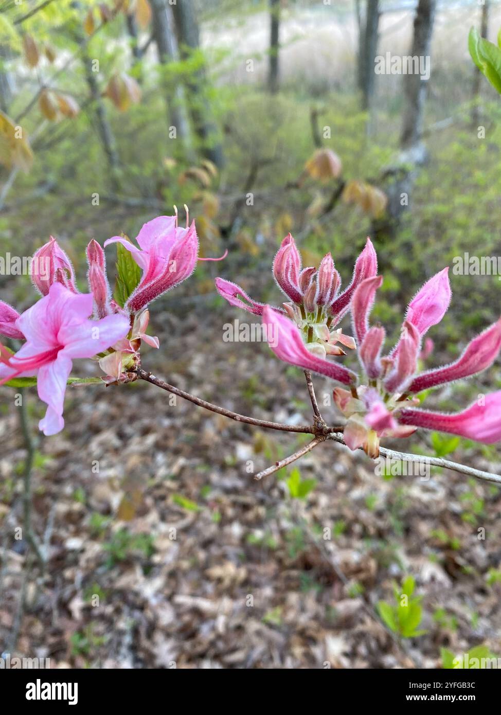 rhododendrons and azaleas (Rhododendron Stock Photo - Alamy