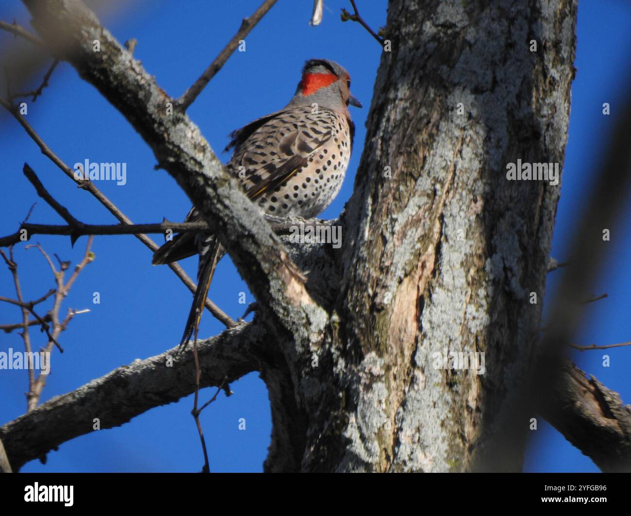 Northern Flicker (Colaptes auratus Stock Photo - Alamy