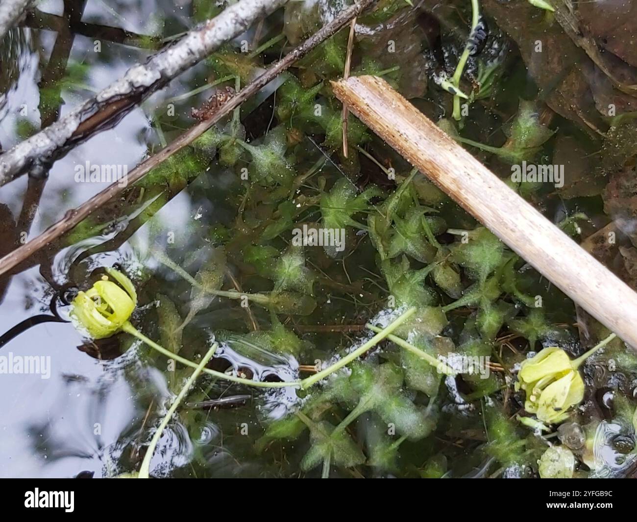 Ivy-leaved Duckweed (Lemna trisulca Stock Photo - Alamy