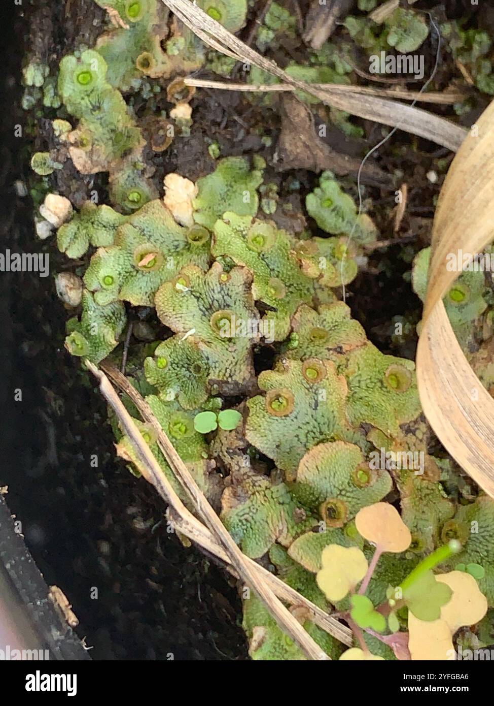 Common Liverwort (Marchantia polymorpha Stock Photo - Alamy