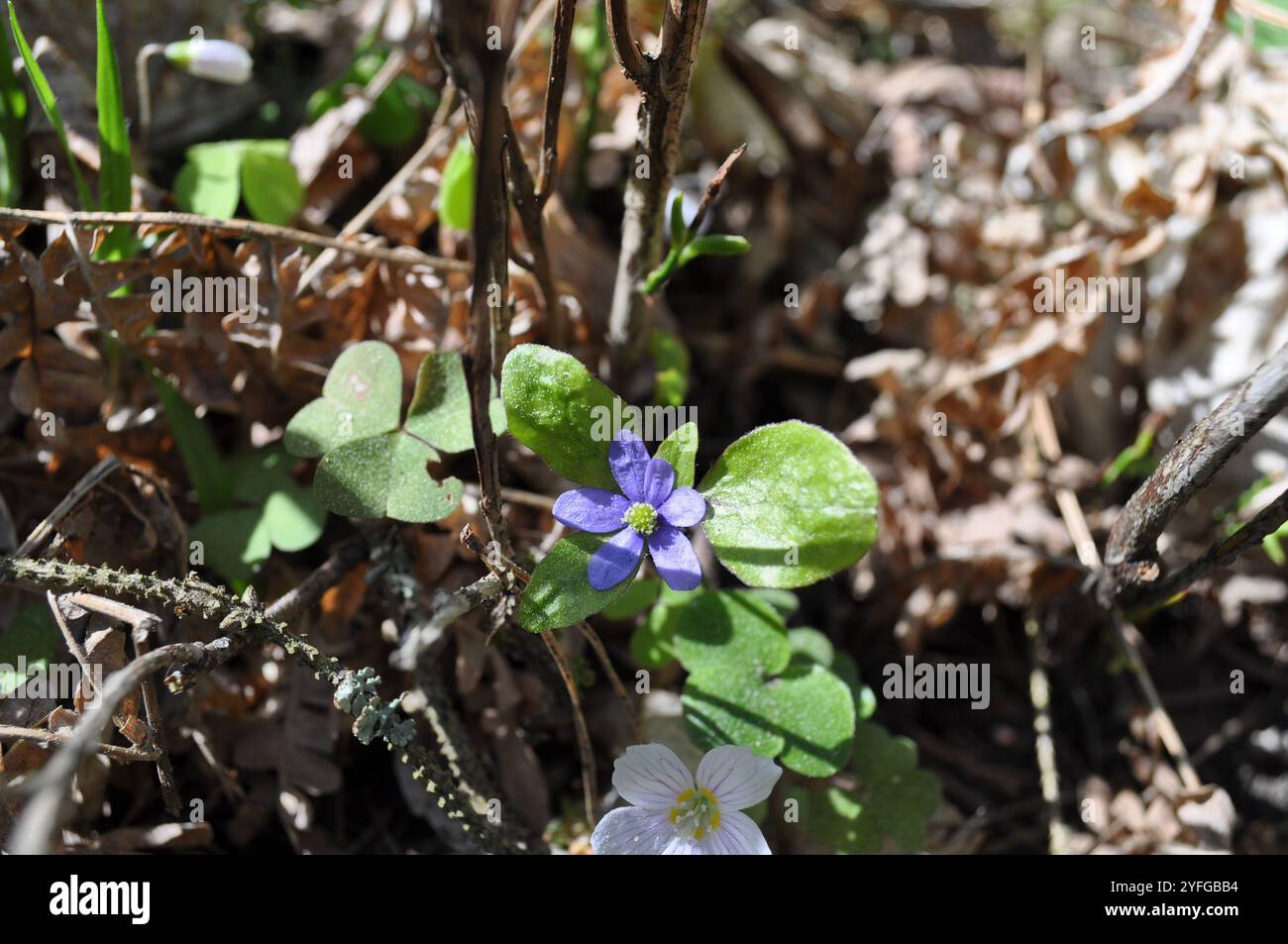 Liverleaf (Hepatica nobilis Stock Photo - Alamy