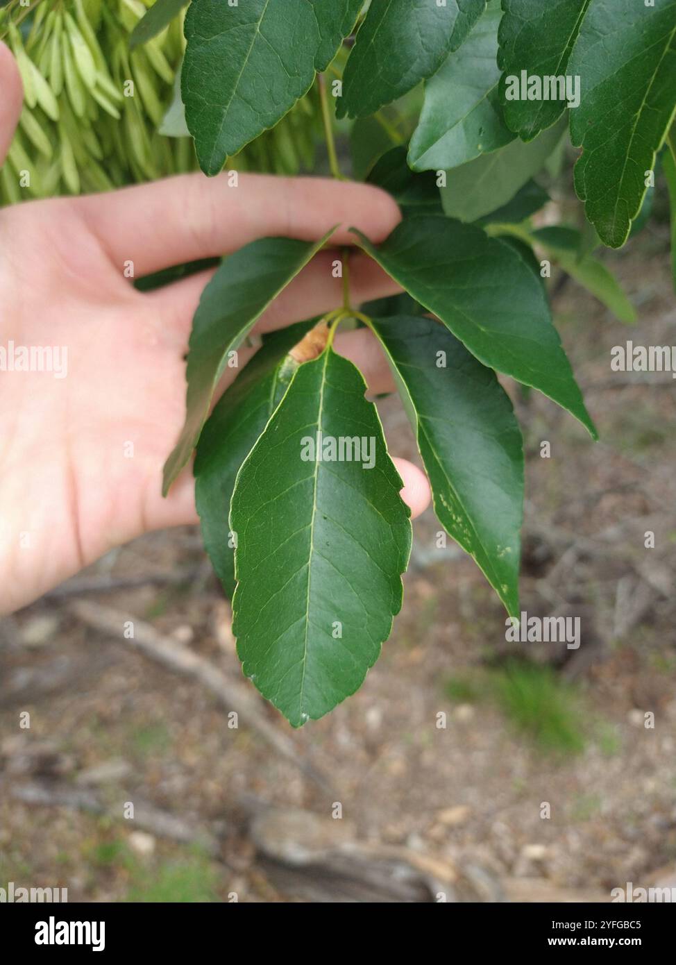 Texas ash (Fraxinus albicans Stock Photo - Alamy