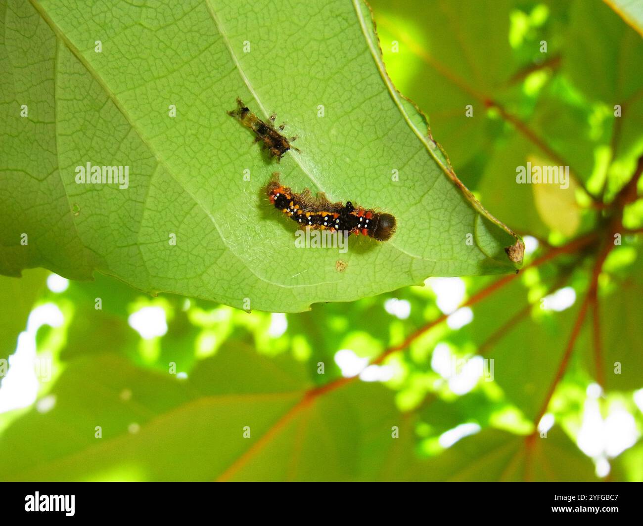 Anastomosis hi-res stock photography and images - Alamy