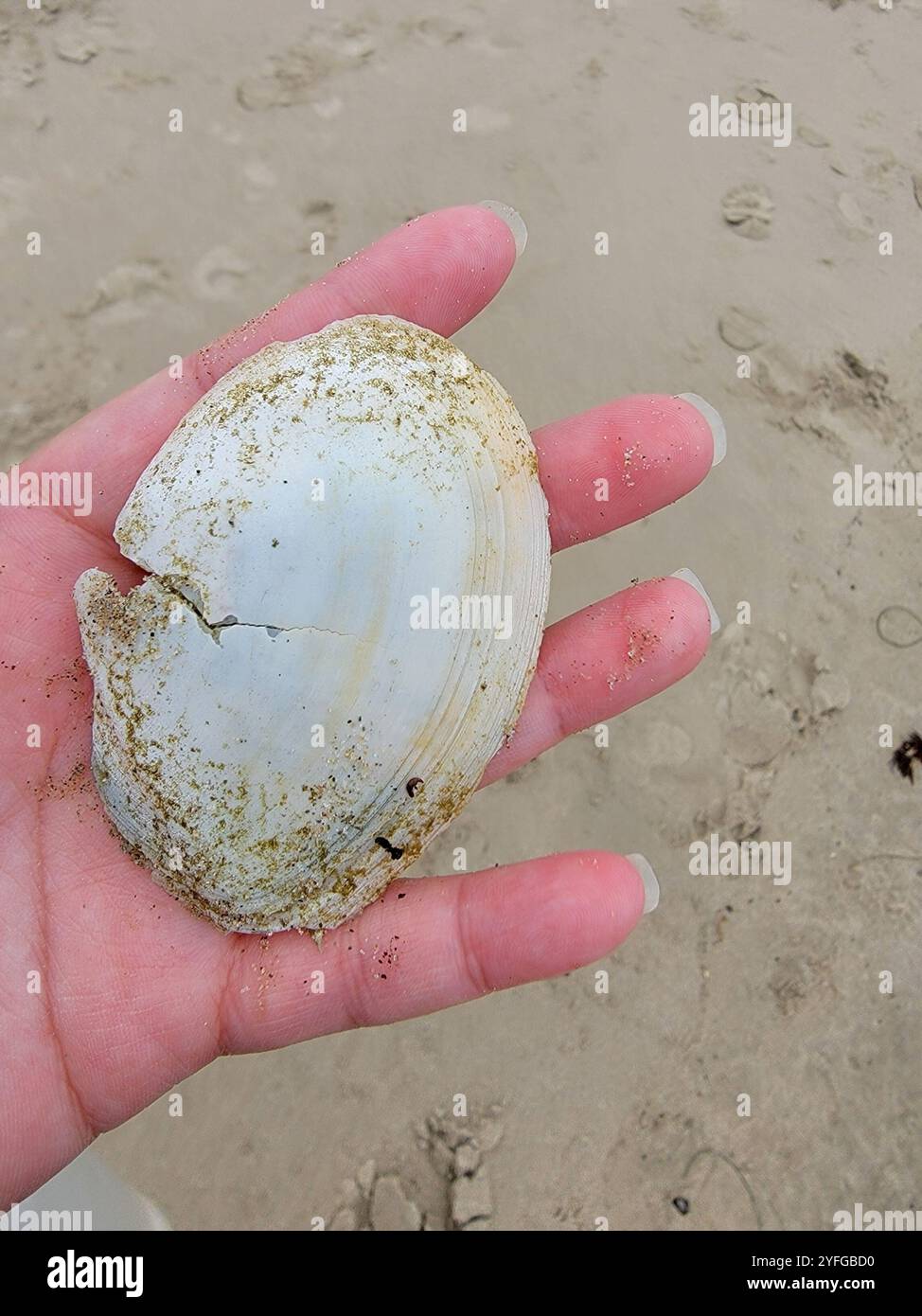 White Macoma (Rexithaerus secta Stock Photo - Alamy