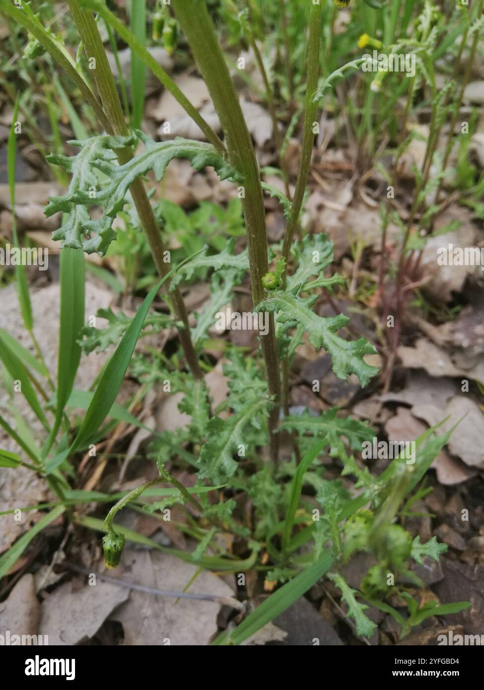 common groundsel (Senecio vulgaris Stock Photo - Alamy