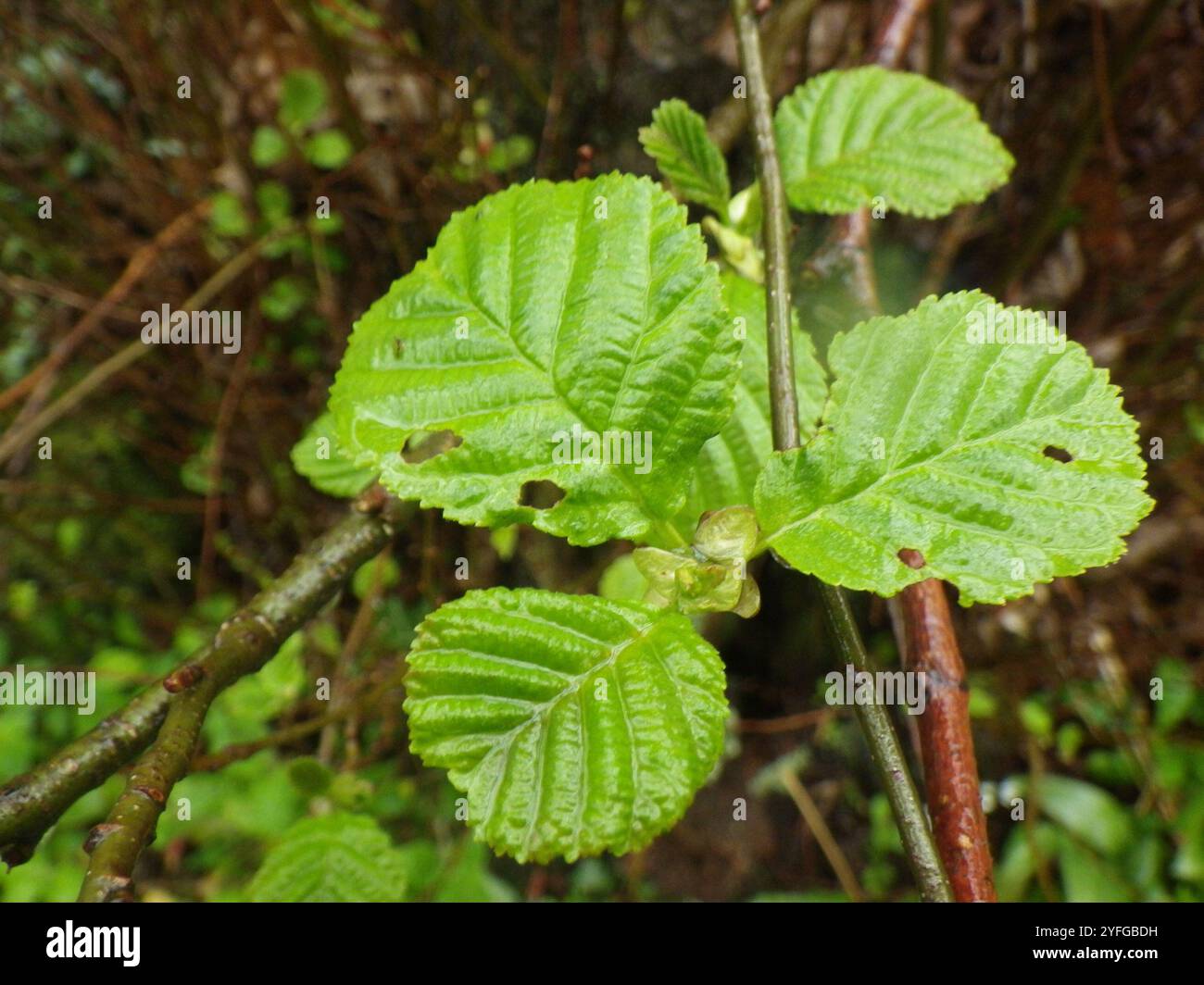 common alder (Alnus glutinosa Stock Photo - Alamy