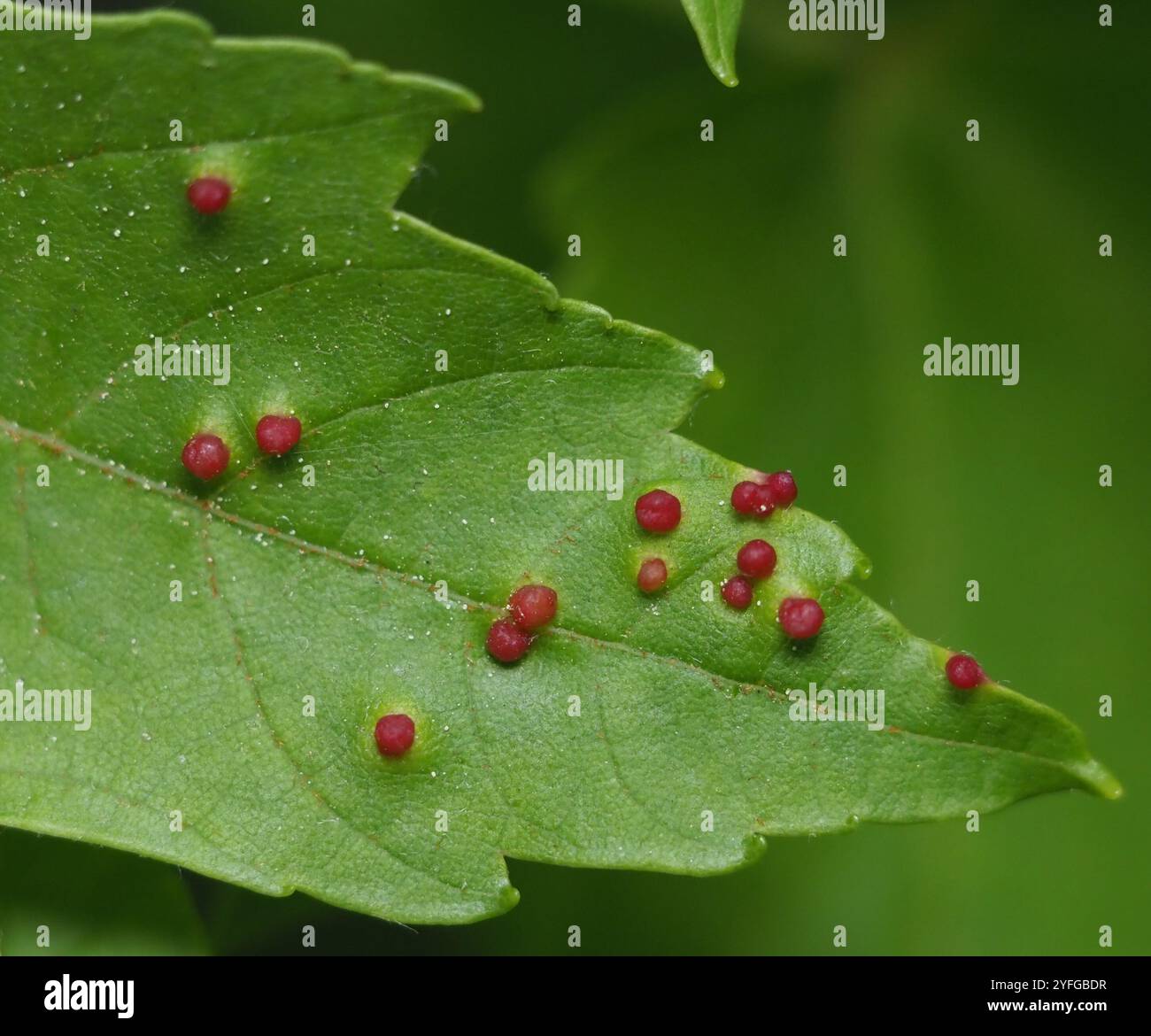 Maple Bladdergall Mite (Vasates quadripedes Stock Photo - Alamy