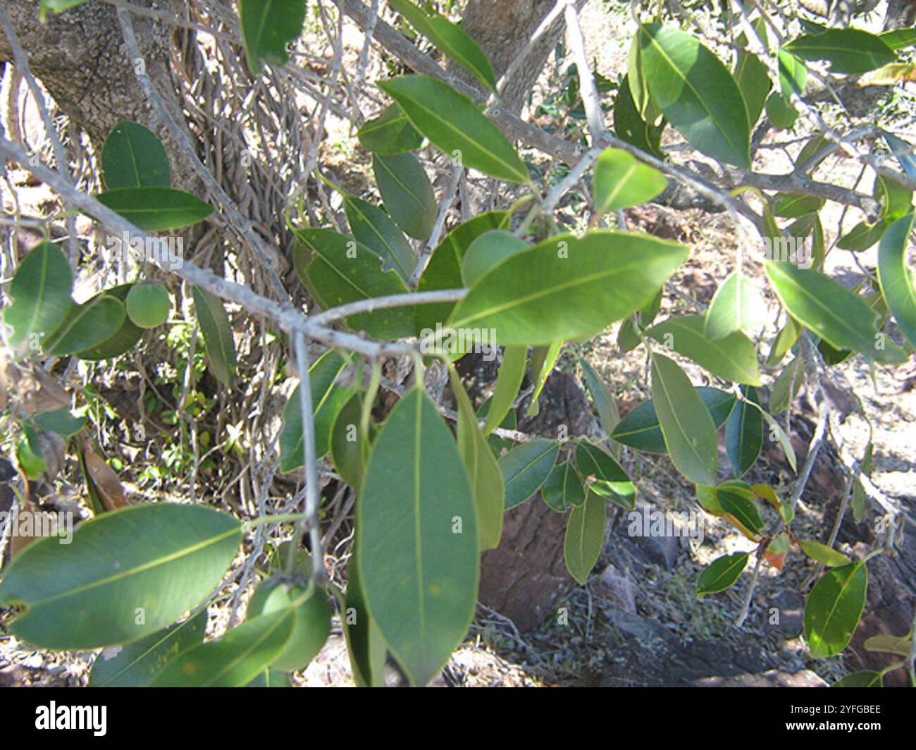 Transvaal Red Milkwood (Mimusops zeyheri Stock Photo - Alamy