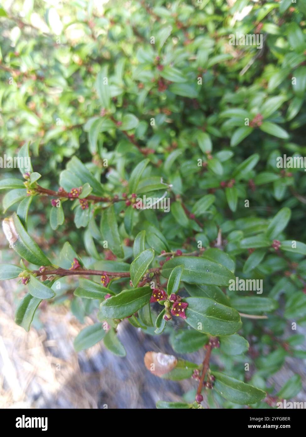 Oregon Boxwood (Paxistima myrsinites Stock Photo - Alamy