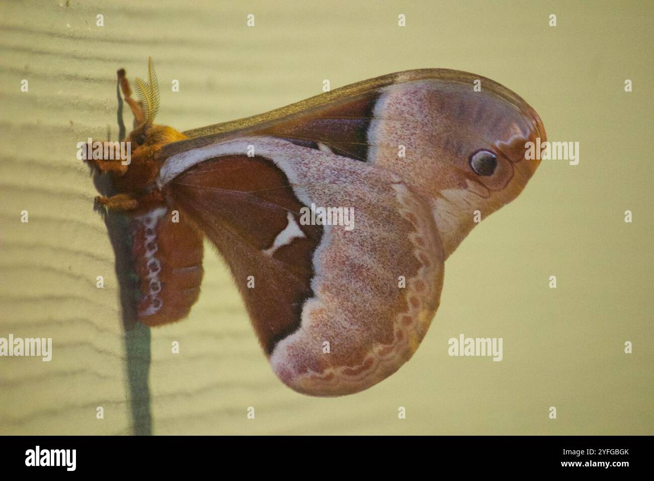 Tulip-tree Silkmoth (Callosamia angulifera Stock Photo - Alamy