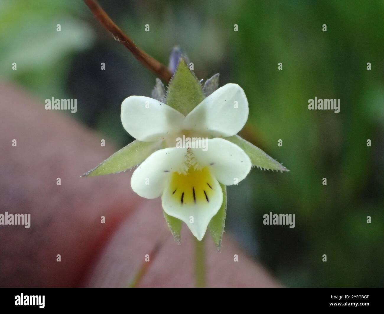 European field pansy (Viola arvensis Stock Photo - Alamy