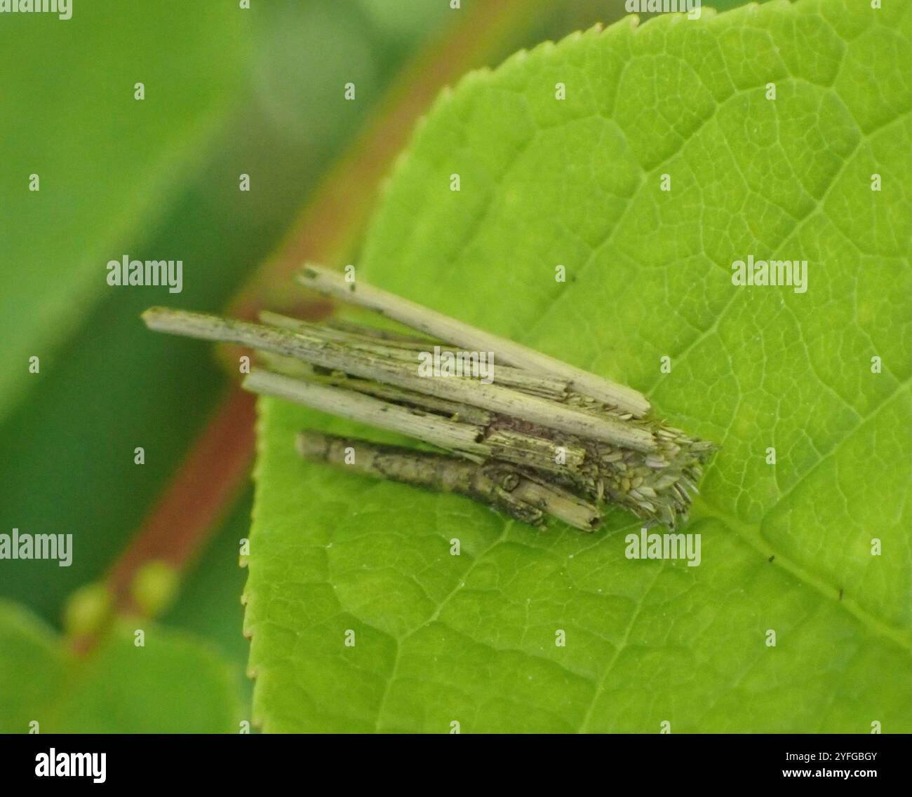Common Bagworm Moth (Psyche casta Stock Photo - Alamy