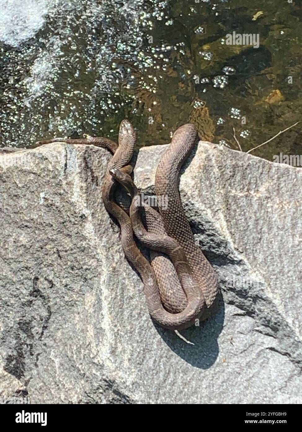 Common Watersnake (Nerodia sipedon Stock Photo - Alamy