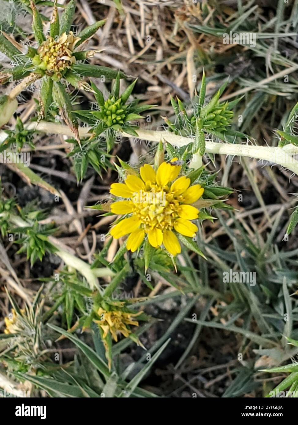 Common Spikeweed (Centromadia pungens Stock Photo - Alamy