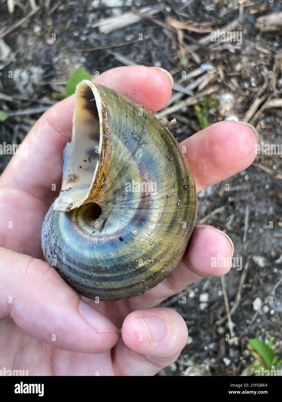 Common Apple Snails (Pomacea Stock Photo - Alamy