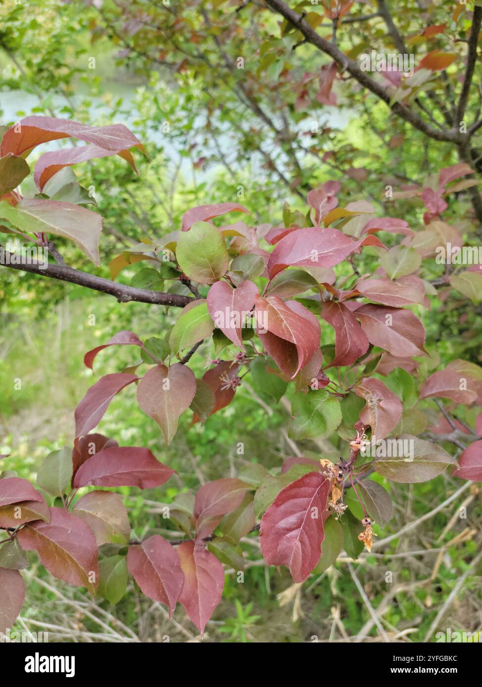Siberian crabapple (Malus baccata Stock Photo - Alamy