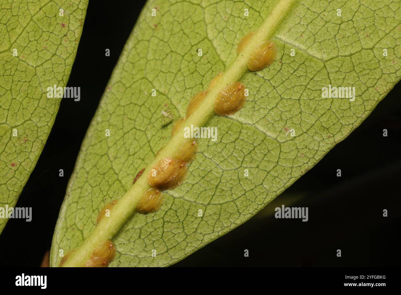 Coccus hesperidum hi-res stock photography and images - Alamy