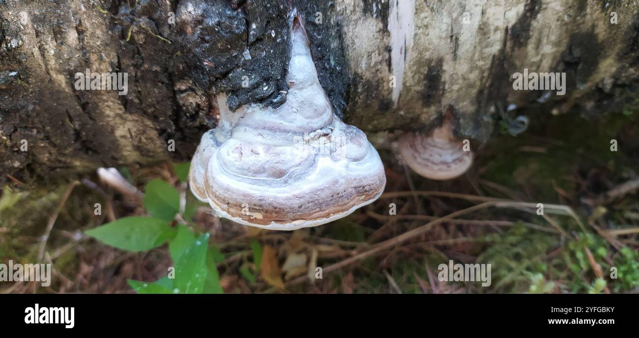 Hoof Fungus (Fomes fomentarius Stock Photo - Alamy