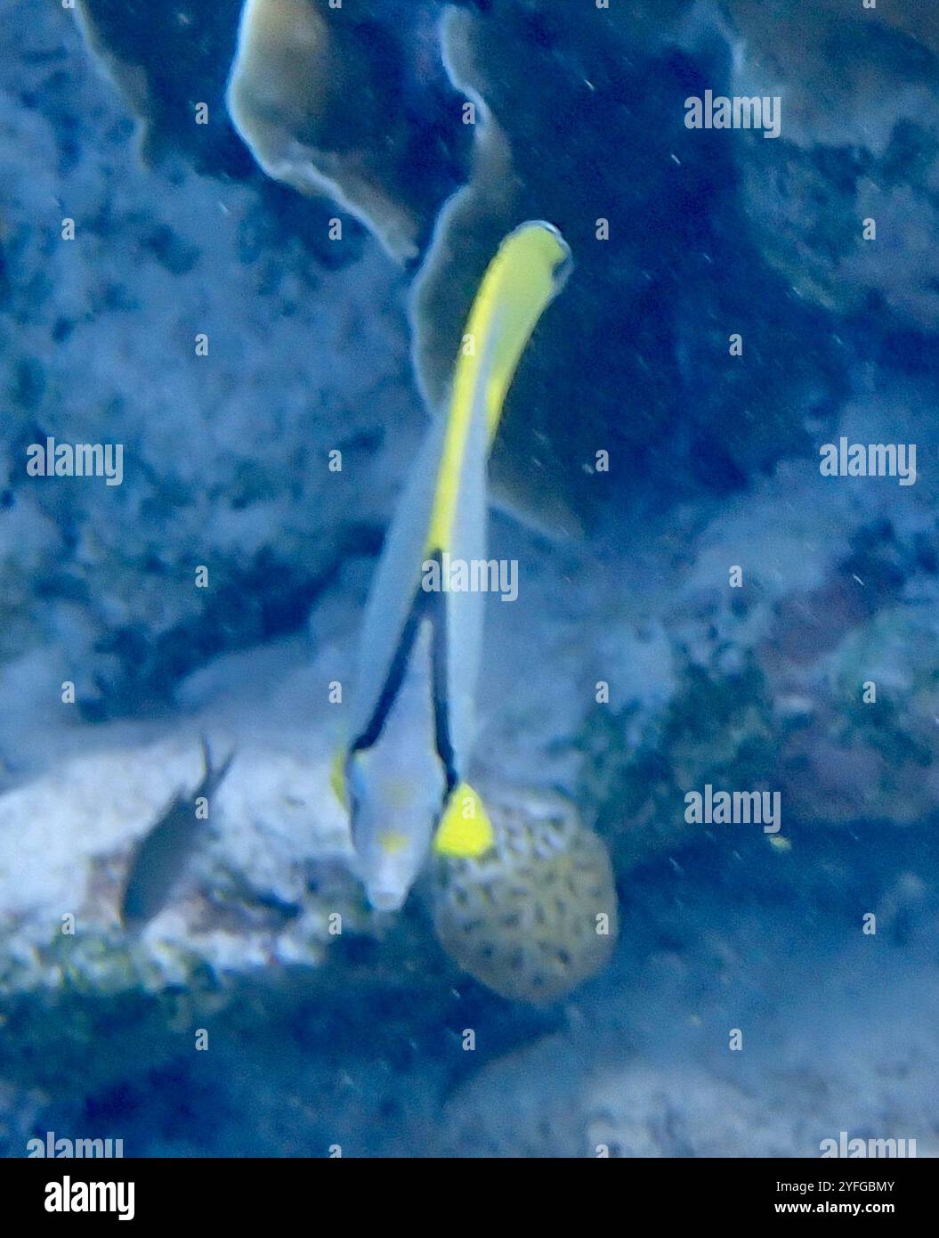 Spotfin Butterflyfish (Chaetodon ocellatus Stock Photo - Alamy