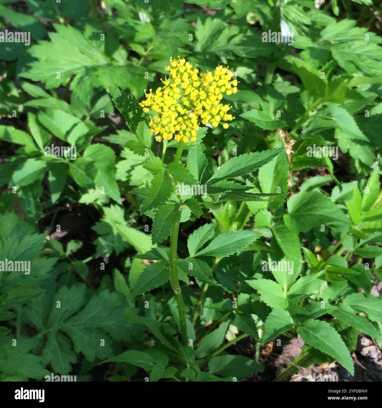 golden Alexanders (Zizia aurea Stock Photo - Alamy